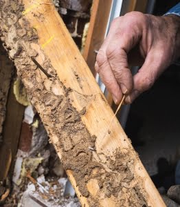 How Ant Capping Can Save You Thousands in Termite Damage